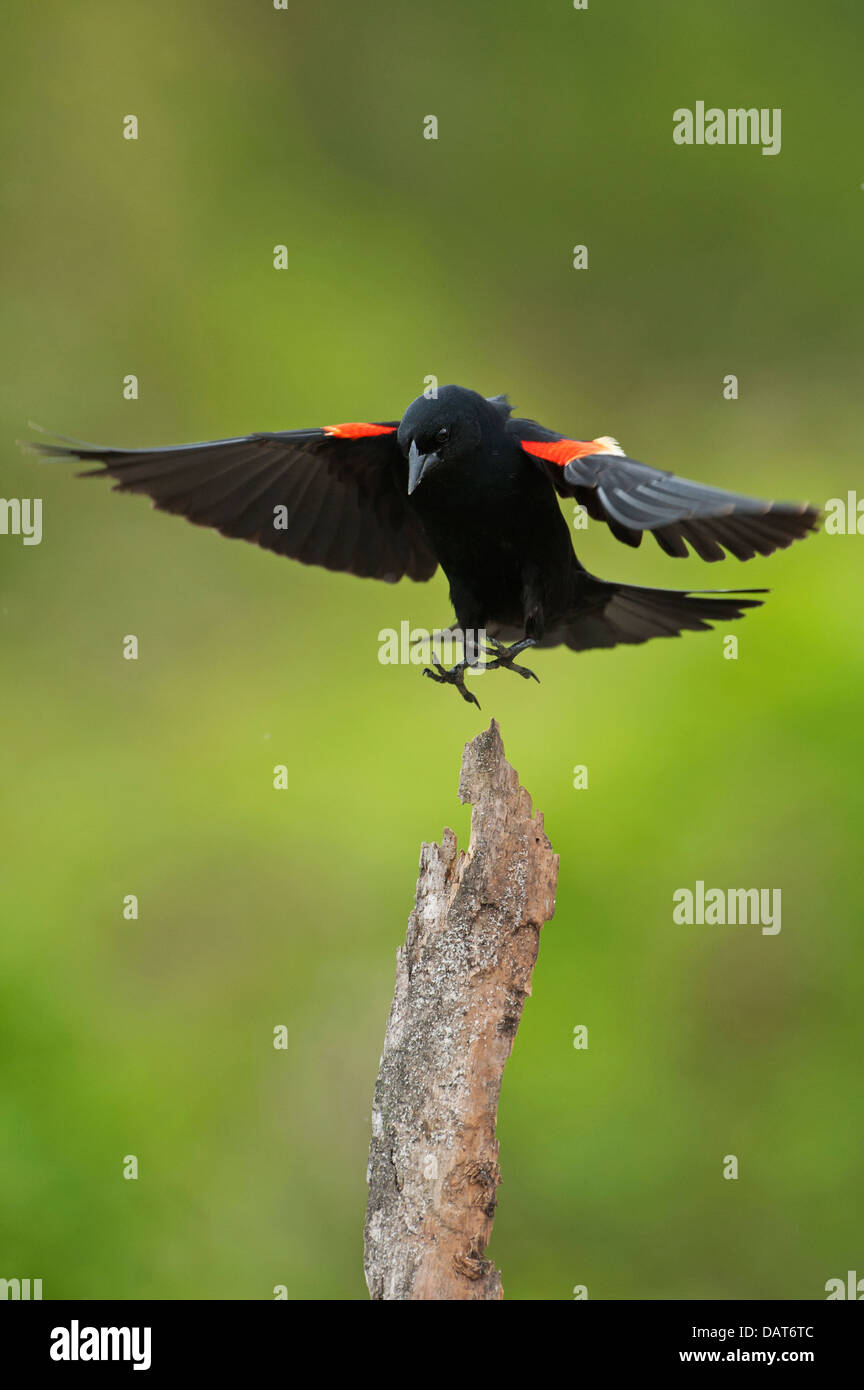Adult red-winged blackbird landing Stock Photo - Alamy