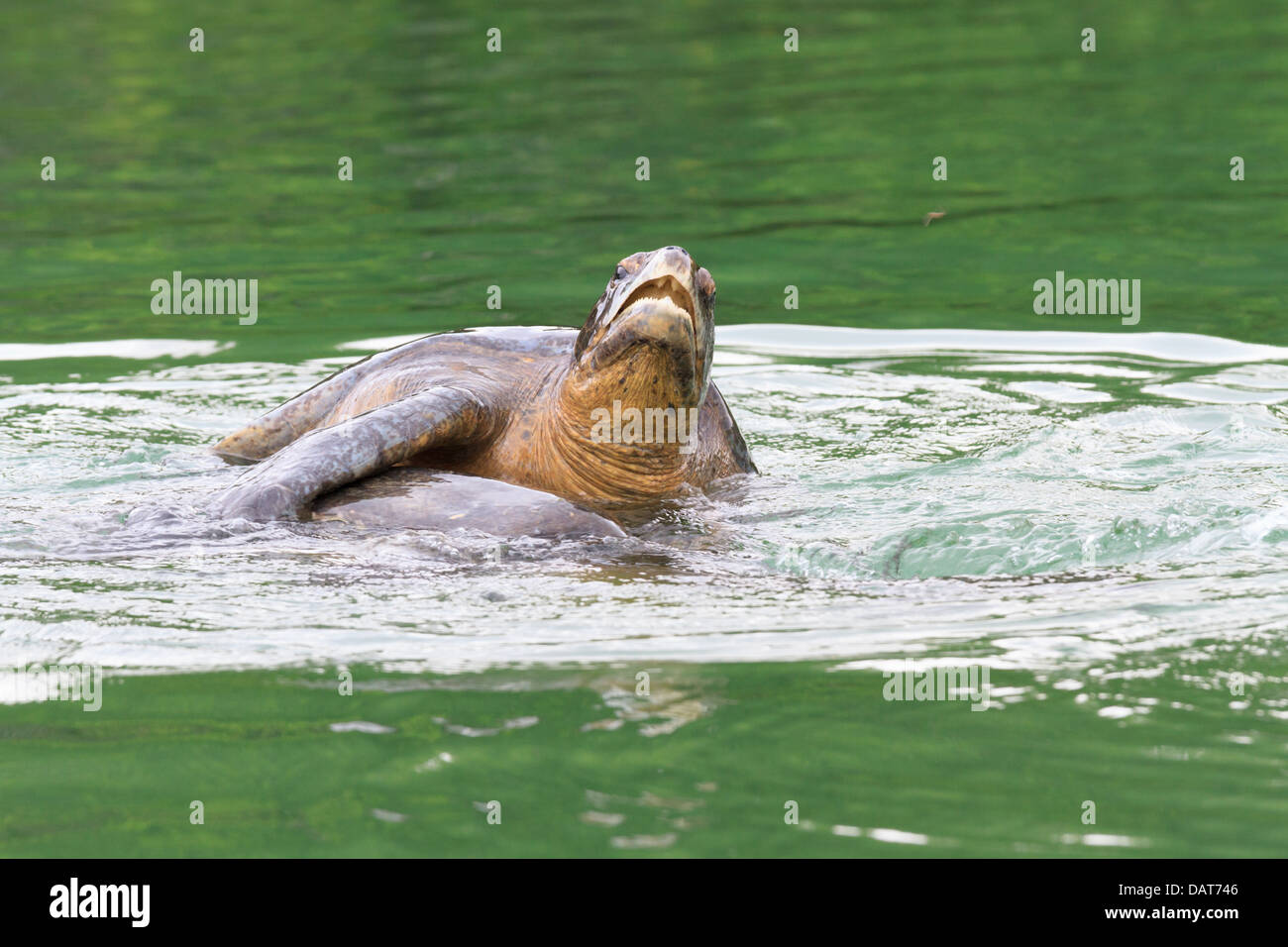 Mating, Green Sea Turtle, Chelonia mydas agassizii, Black Turtle Cove ...
