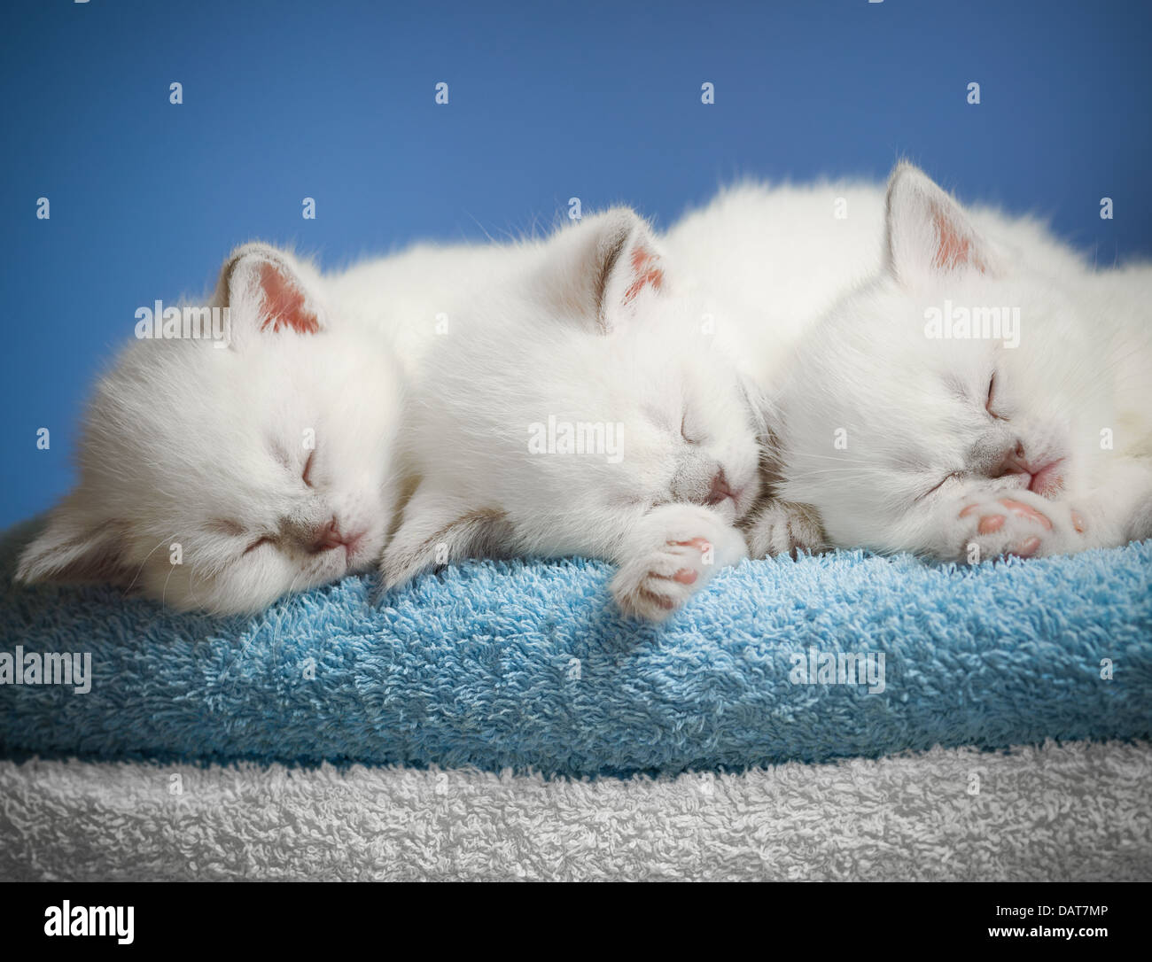Three sleeping kittens on towel Stock Photo - Alamy