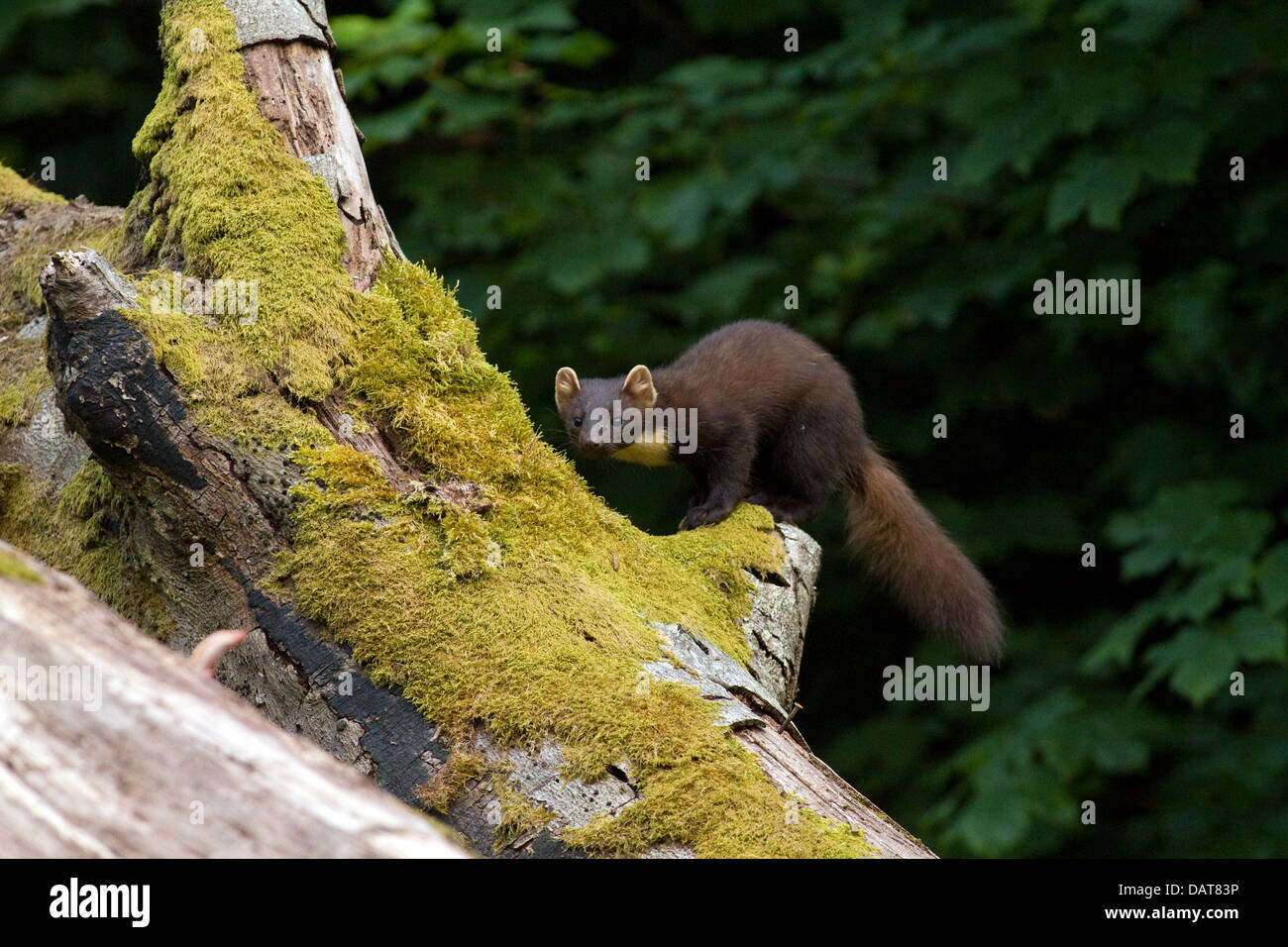 Marten cat hi-res stock photography and images - Alamy