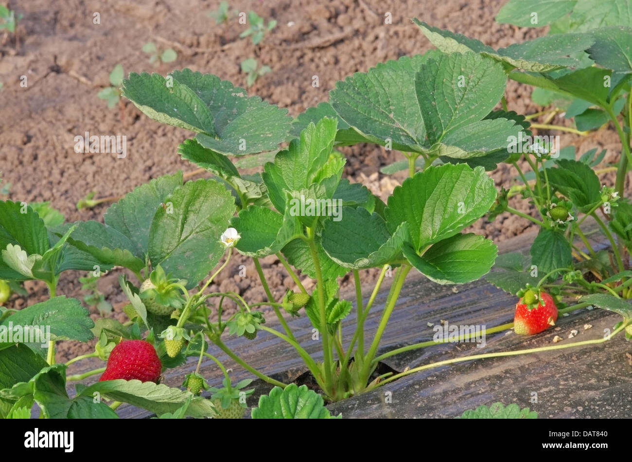 Cultivated strawberry with fruits in greenhouse Stock Photo - Alamy