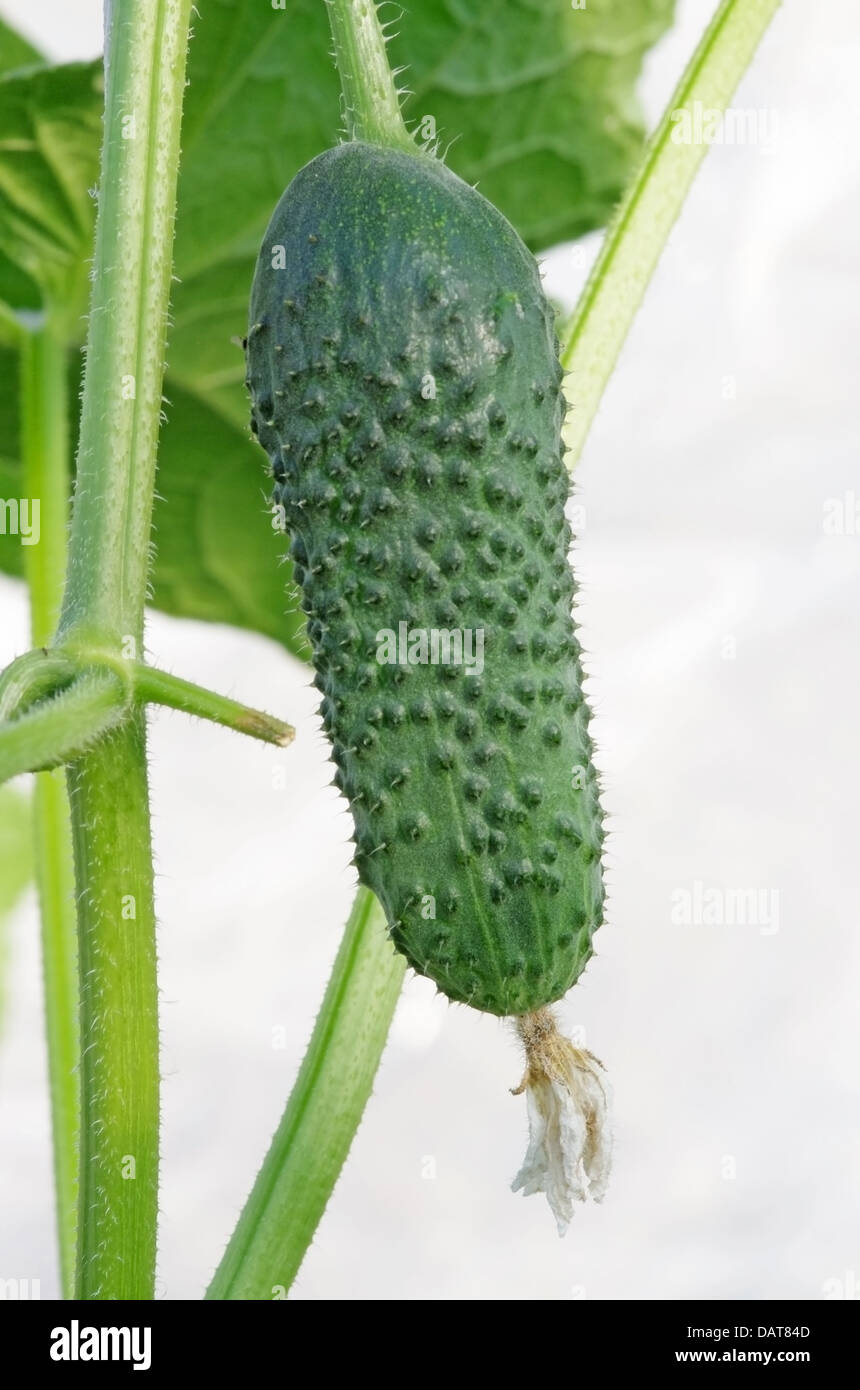 Small cucumber with plant over white Stock Photo - Alamy