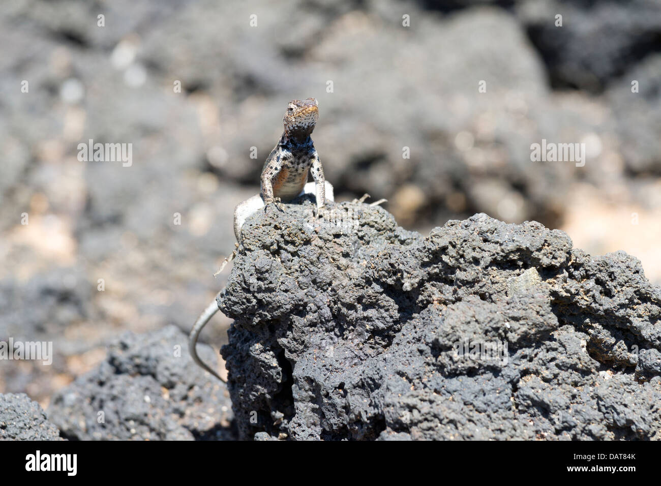 Galapagos Lava Lizard, Microlophus, Bartolome Island, Galapagos Islands ...
