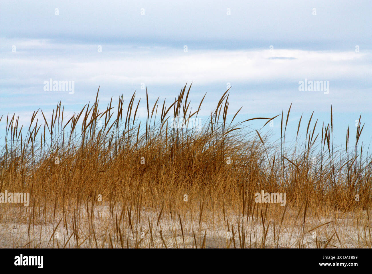 Tan beach grass hi-res stock photography and images - Alamy