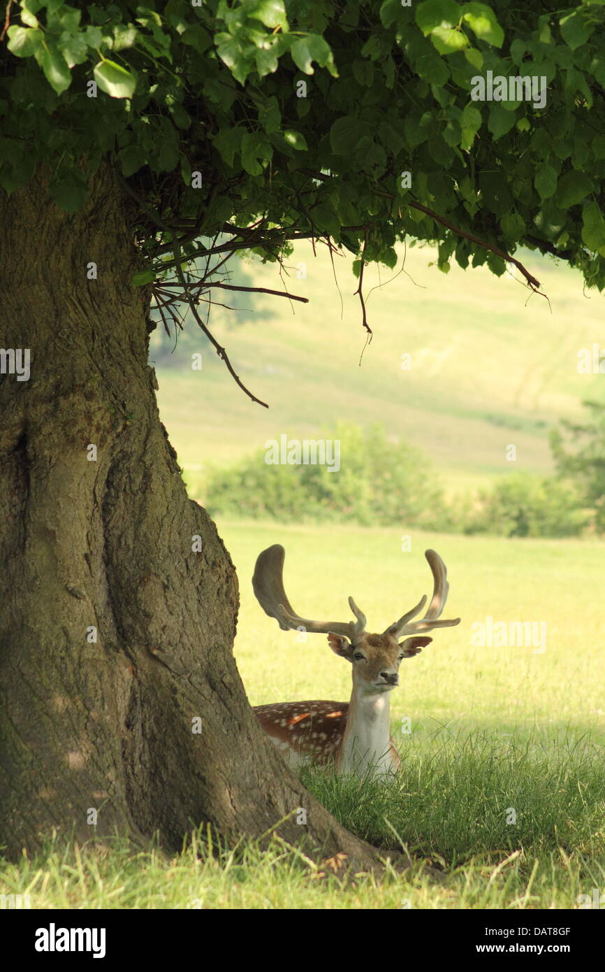 A fallow deer stag takes shelter from the heat of summer beneath a tree ...