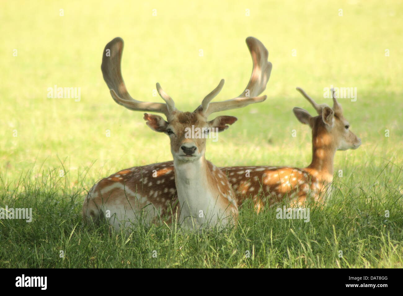 A male and female fallow deer (dama dama) rest in parkland that surrounding Chatsworth House in ...