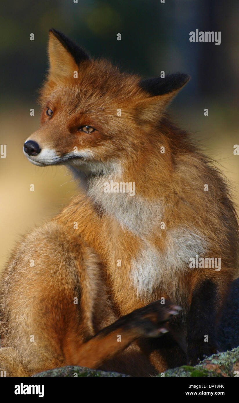 Sly red fox hi-res stock photography and images - Alamy
