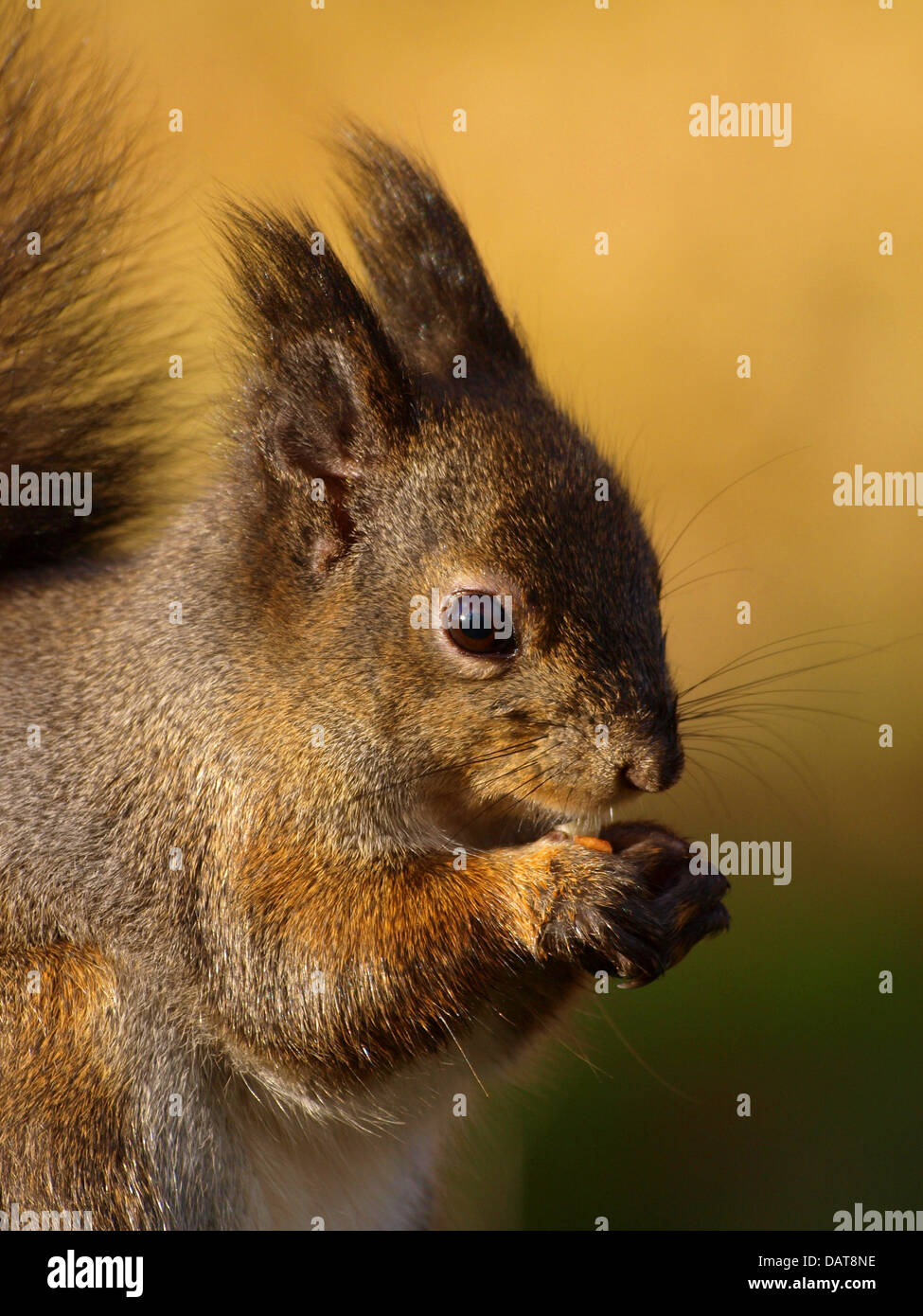 Red tree squirrel posing hi-res stock photography and images - Alamy