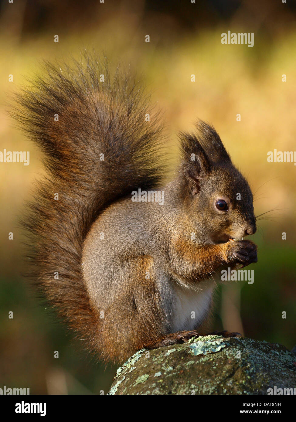 Red tree squirrel posing hi-res stock photography and images - Alamy