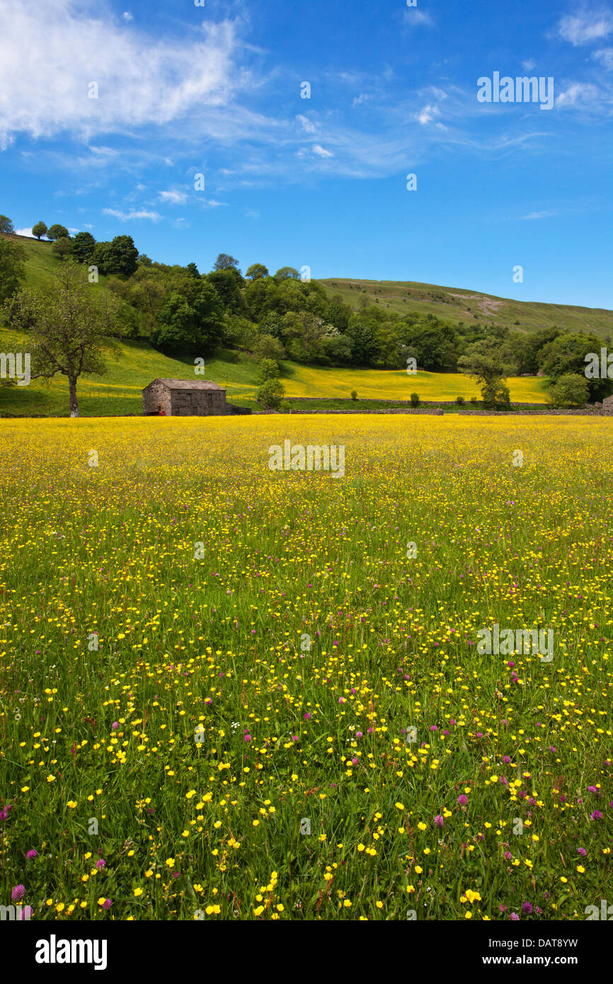 Europe meadows wildflowers plants hi-res stock photography and images ...