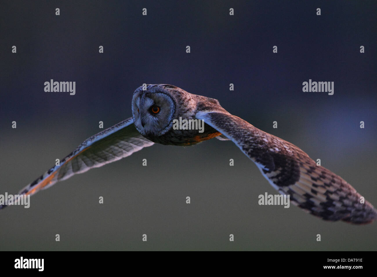 Owl at night hi-res stock photography and images - Alamy