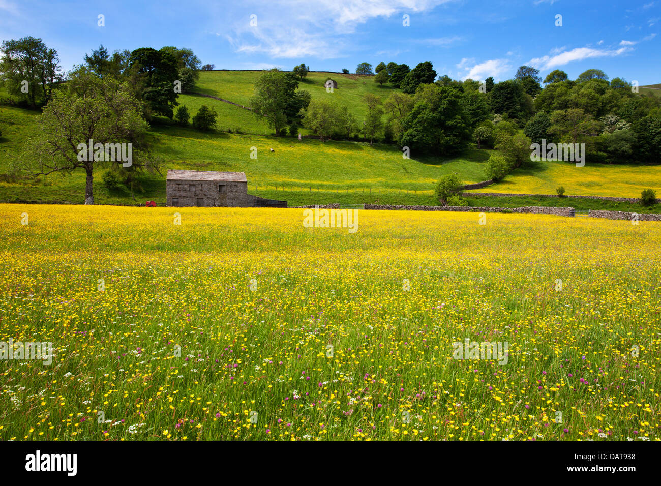 Europe meadows wildflowers plants hi-res stock photography and images ...