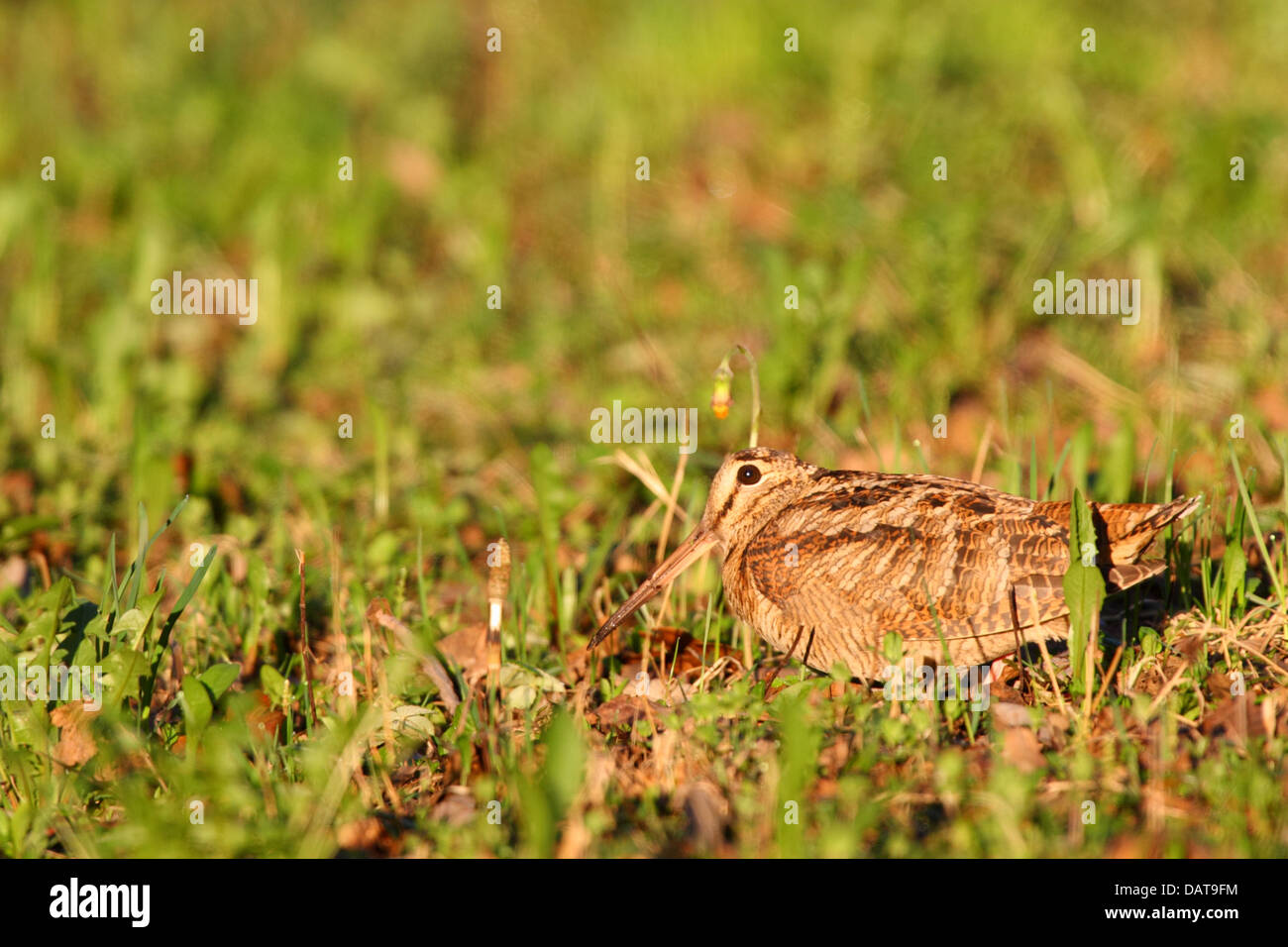 Hiding Eurasian Woodcock (Scolopax rusticola), Europe Stock Photo - Alamy