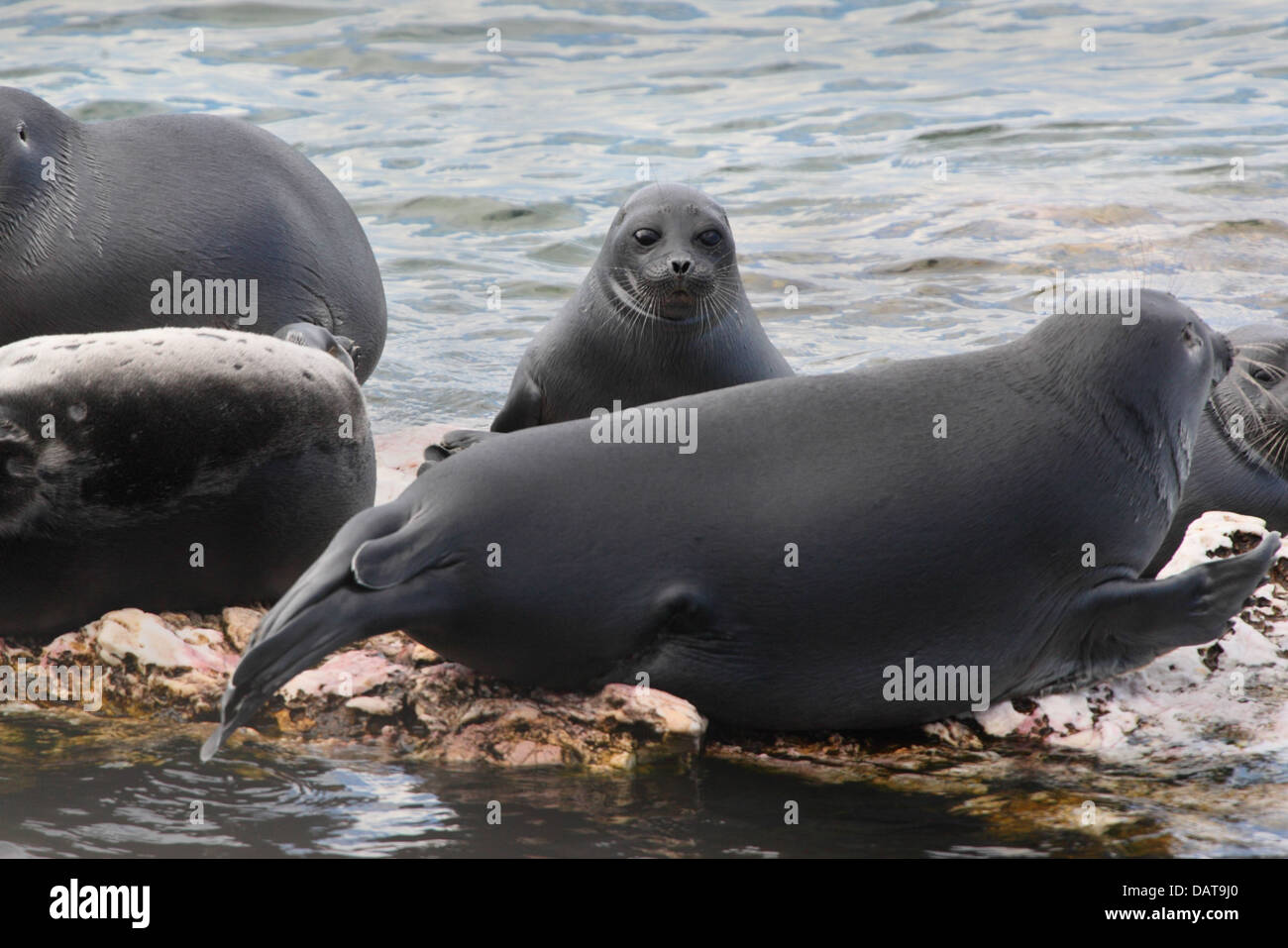 Baikal Seal Baikal Seal (Pusa Sibirica) | Stock Image Science Source