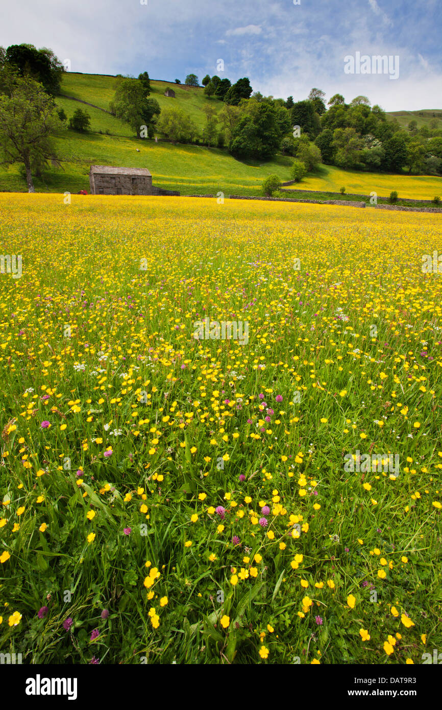 Field Barn in Buttercup Meadows at Muker Swaledale Yorkshire Dales ...