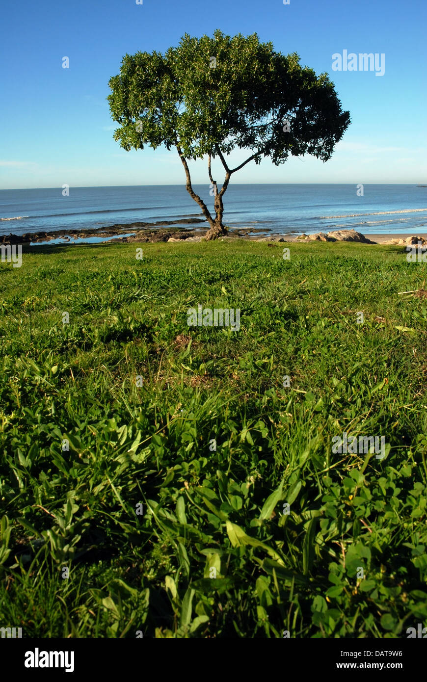 Single tree, green grass and the sea Stock Photo - Alamy