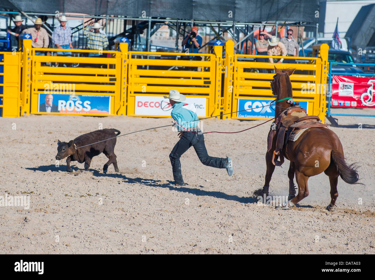Cowboy Participant in a Calf roping Competition at the Helldorado Days ...