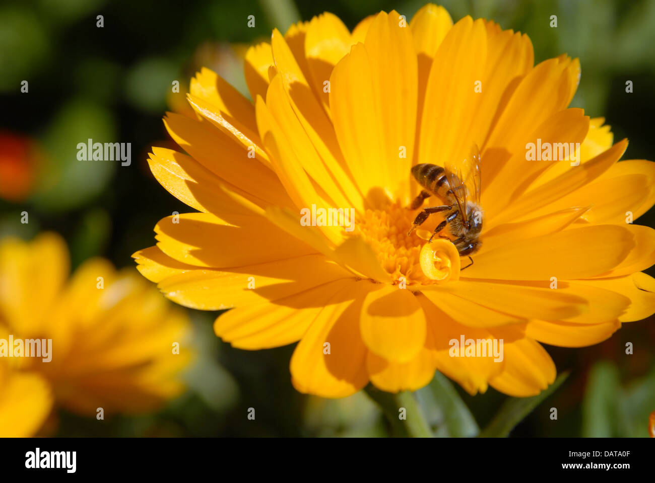 Bee on a yellow flower Stock Photo - Alamy