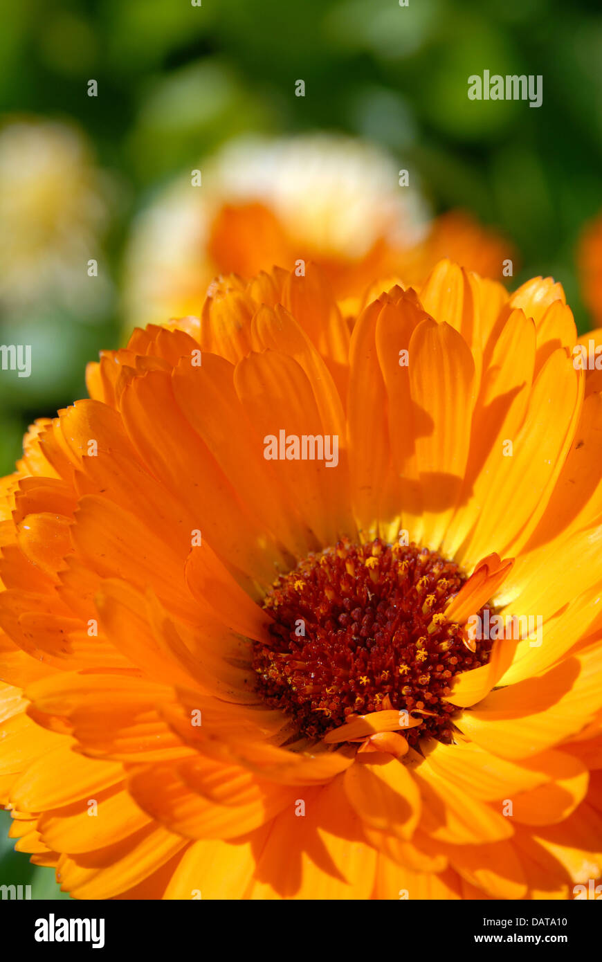 Orange flower closeup Stock Photo - Alamy