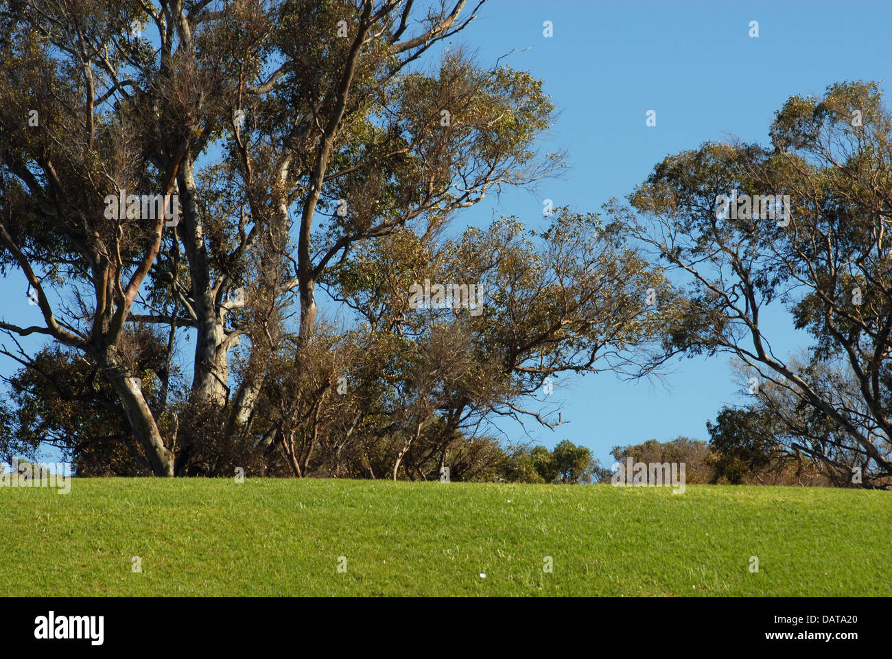 Trees and green grass Stock Photo - Alamy