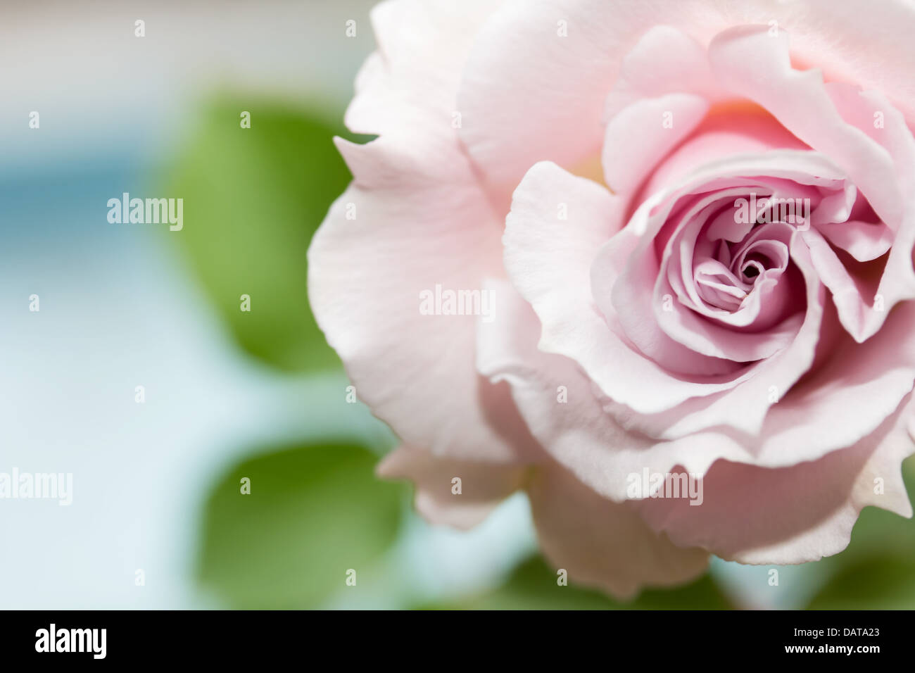 The beautiful pink rose hi-res stock photography and images - Alamy