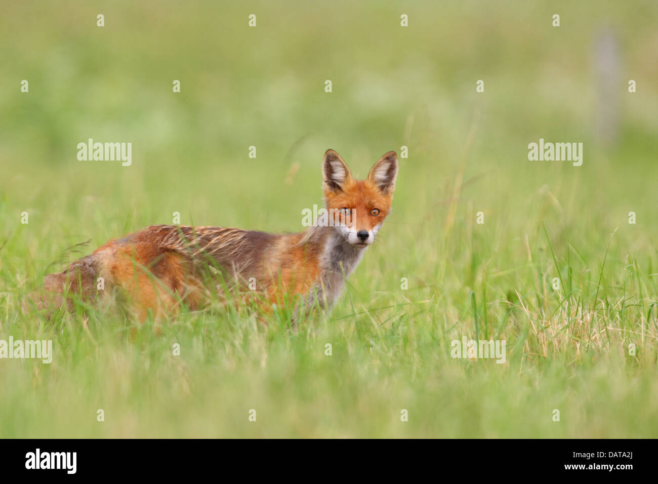 Adult red fox hi-res stock photography and images - Alamy