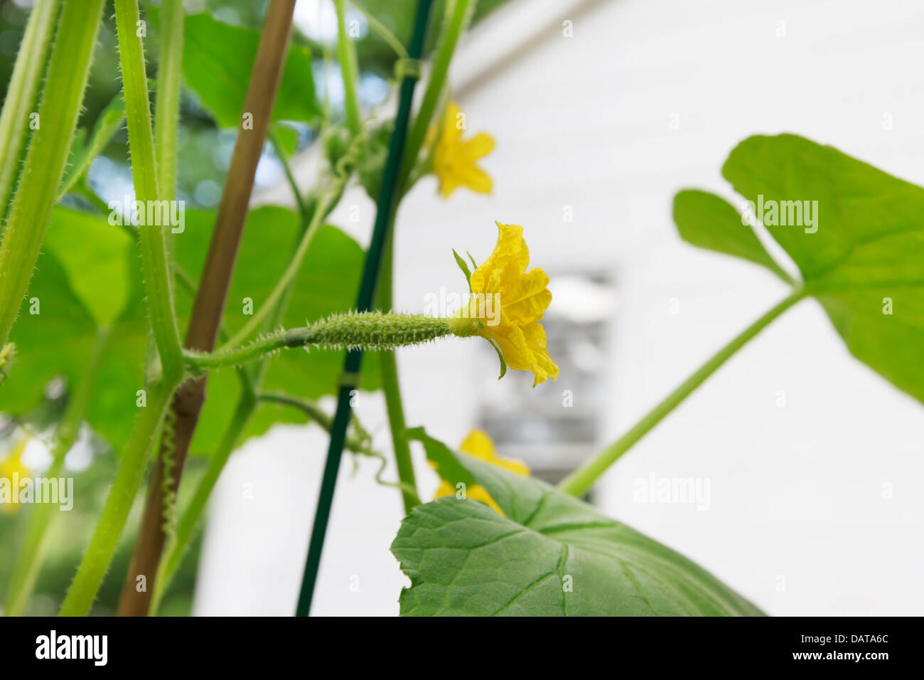 Young cucumber plant with flowers hi-res stock photography and images ...