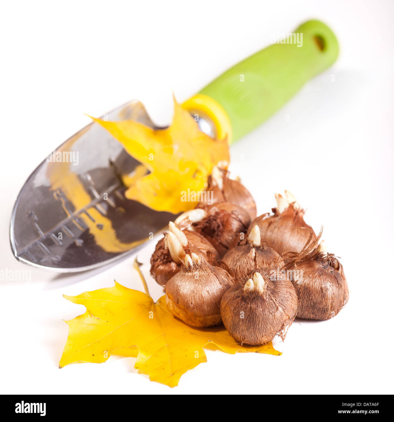 Crocus bulb hi-res stock photography and images - Alamy