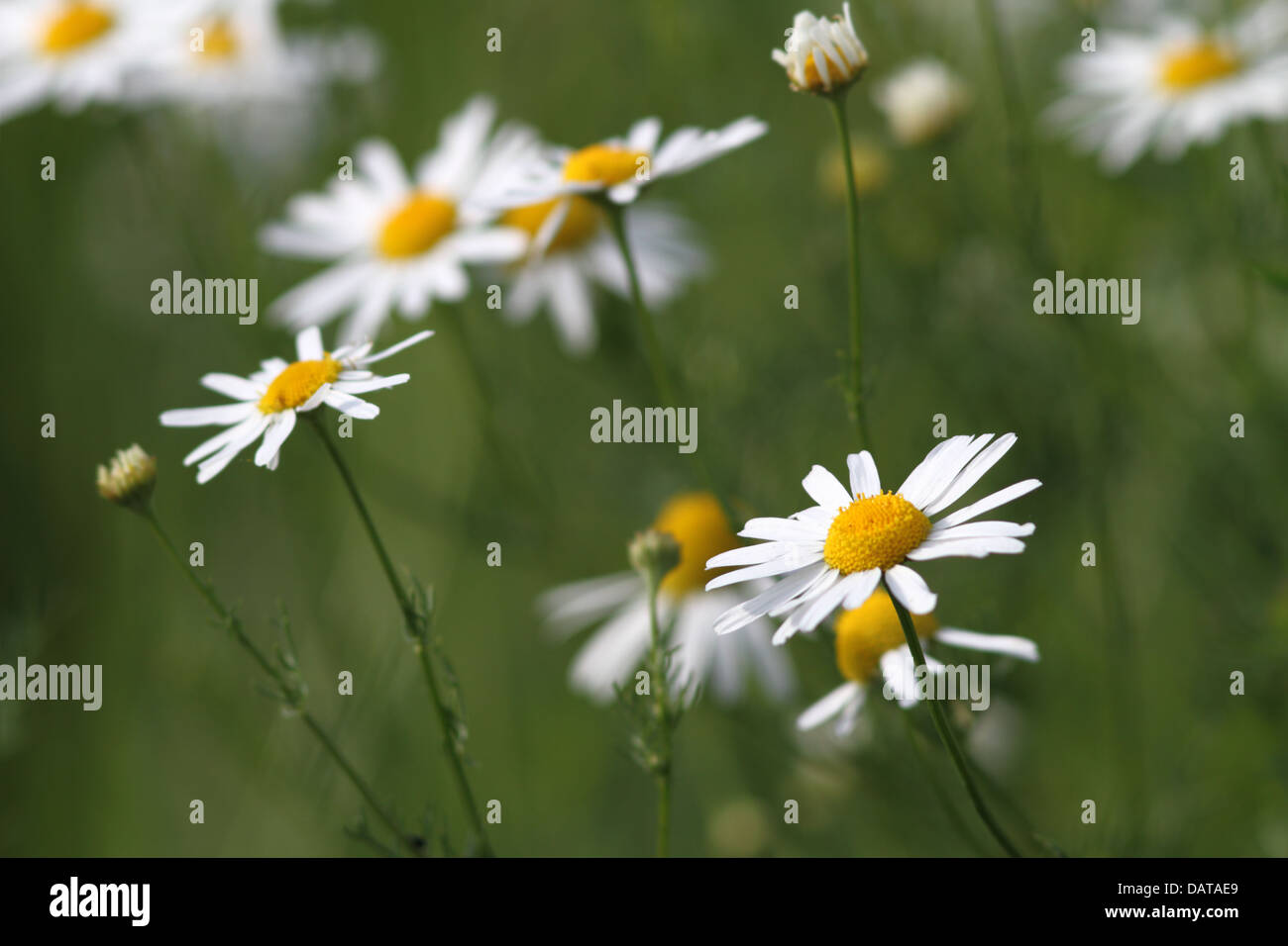 wild summer flowers ( daisies ) growing in the green field Stock Photo ...