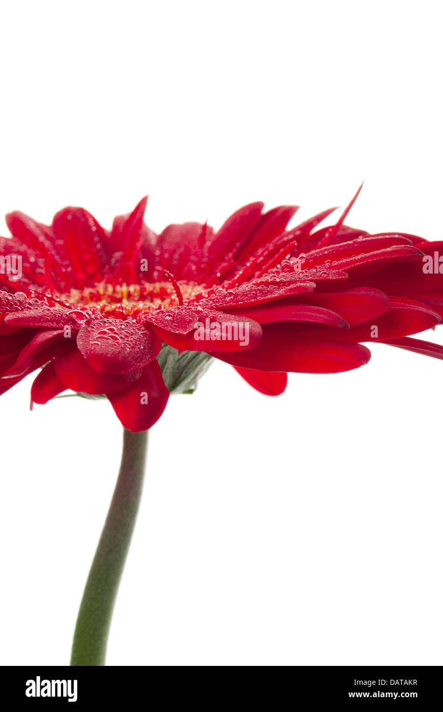 red gerbera flower Stock Photo - Alamy
