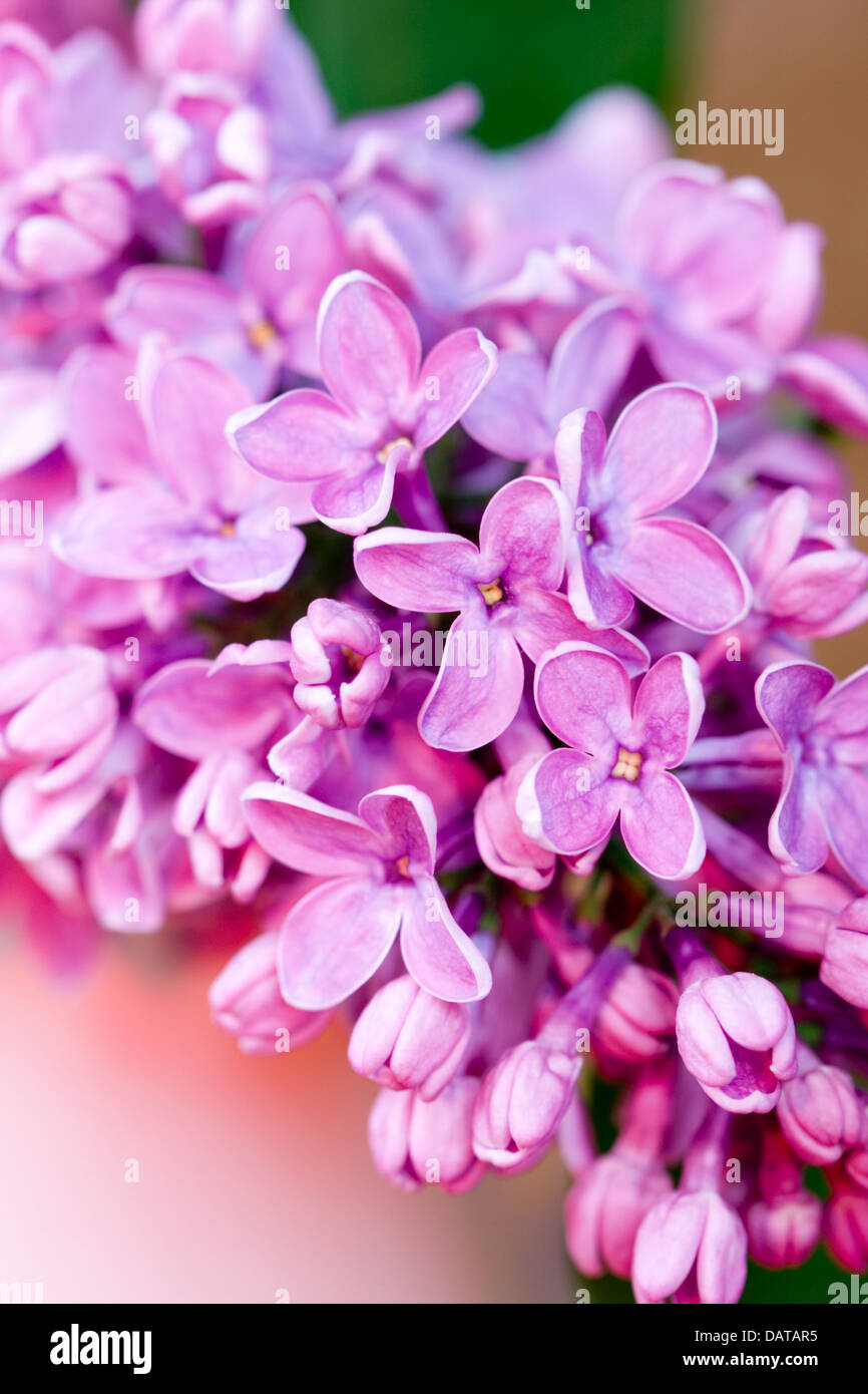 fresh lilac flower Stock Photo - Alamy
