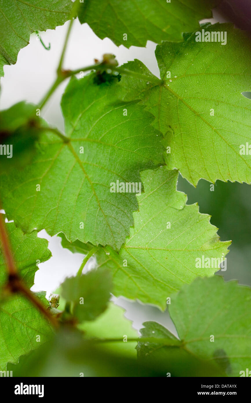 Grren plants hi-res stock photography and images - Alamy
