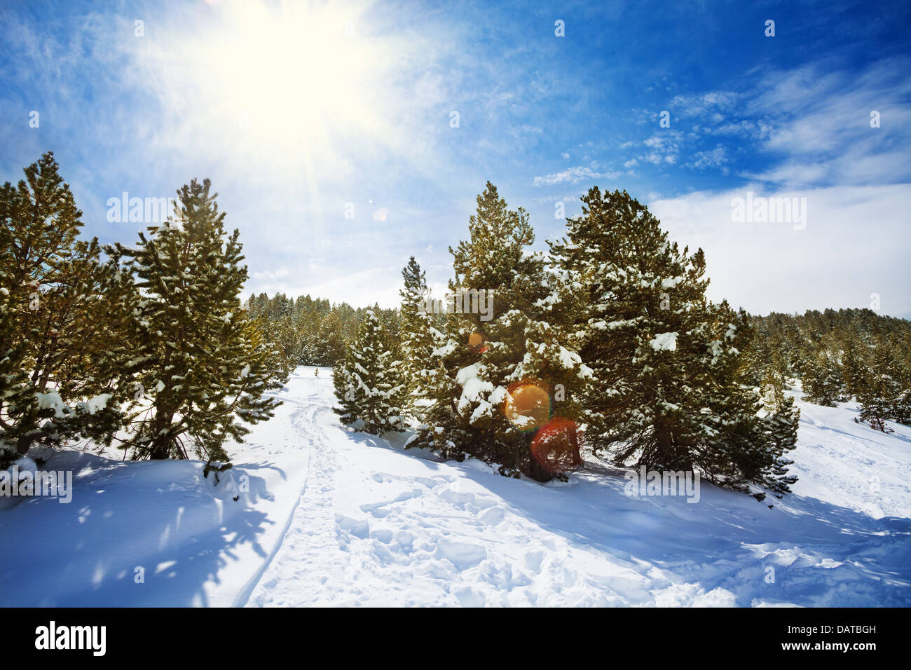 Snow path in snowy mountain forest with pines and spruce trees Stock ...