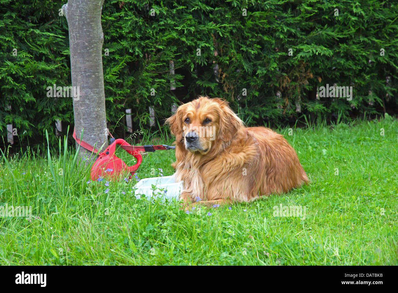 Pet dog attached to tree by lead awaiting return of it's owner Stock ...