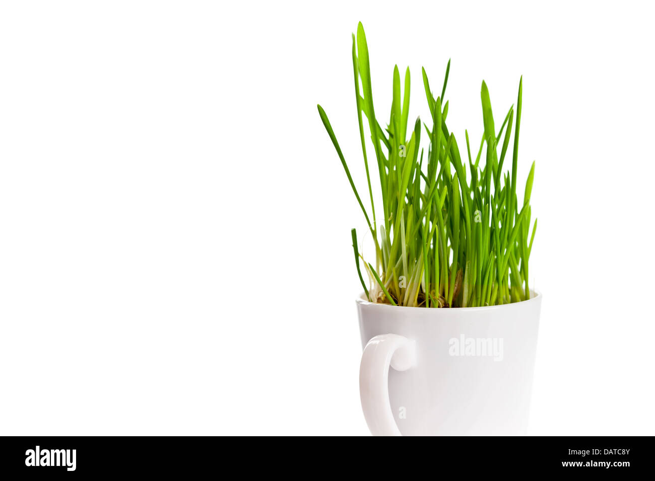 green grass in coffee cup Stock Photo - Alamy