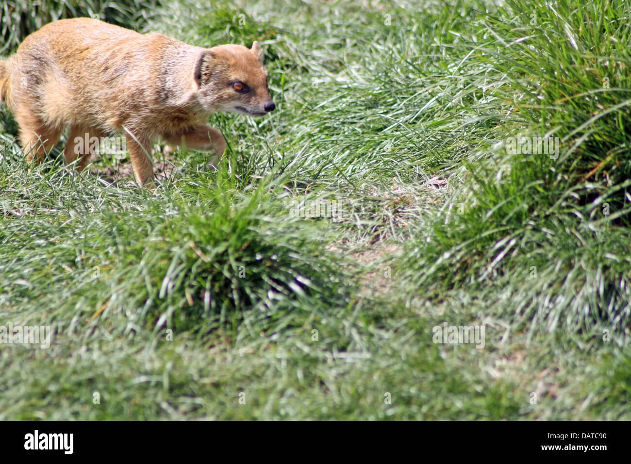 Mongoose eyes hi-res stock photography and images - Alamy