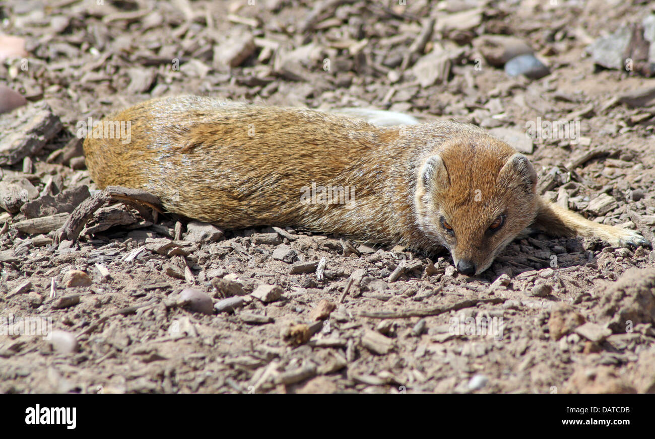 Mongoose eyes hi-res stock photography and images - Alamy