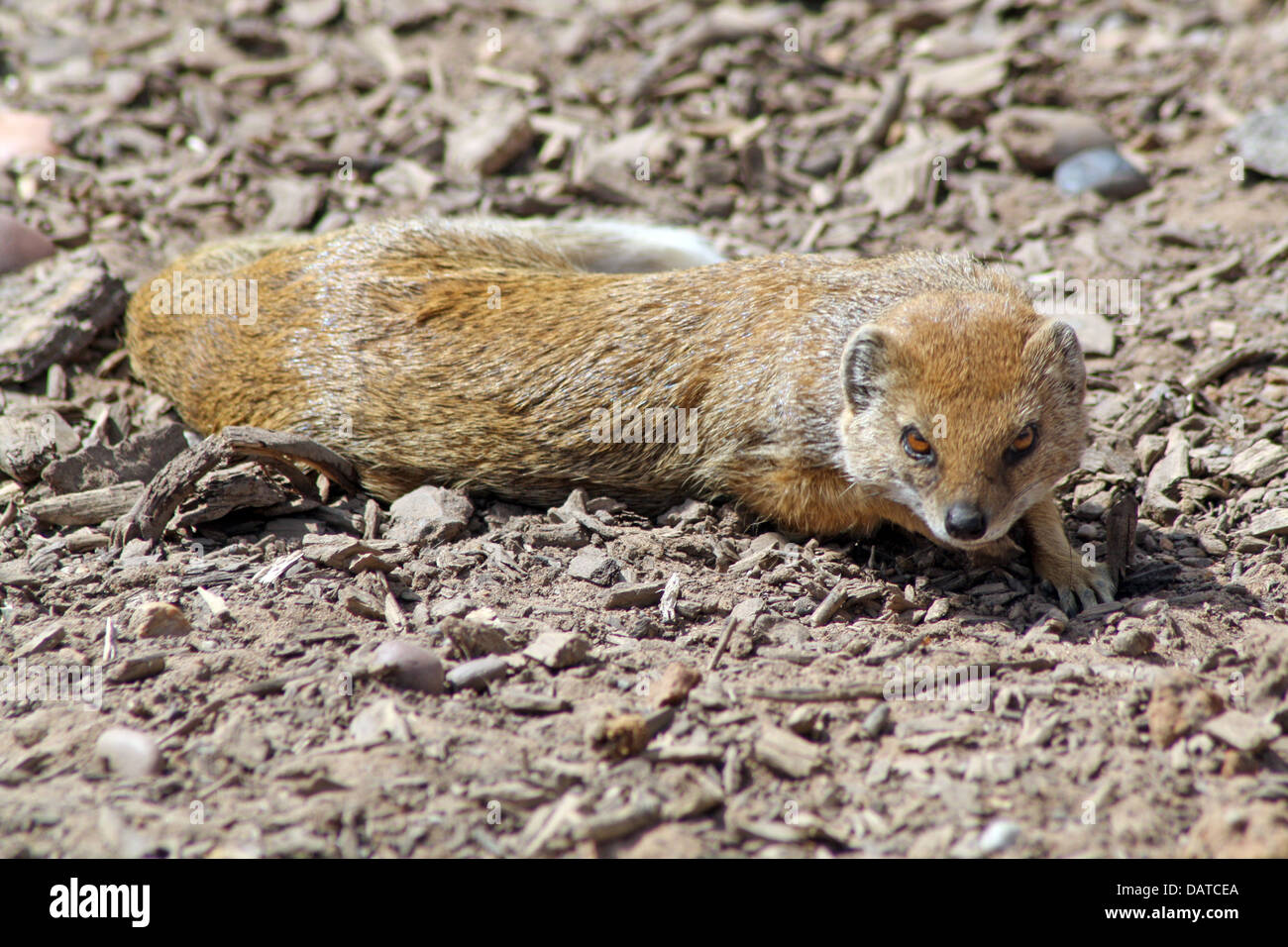 Mongoose nose hi-res stock photography and images - Alamy