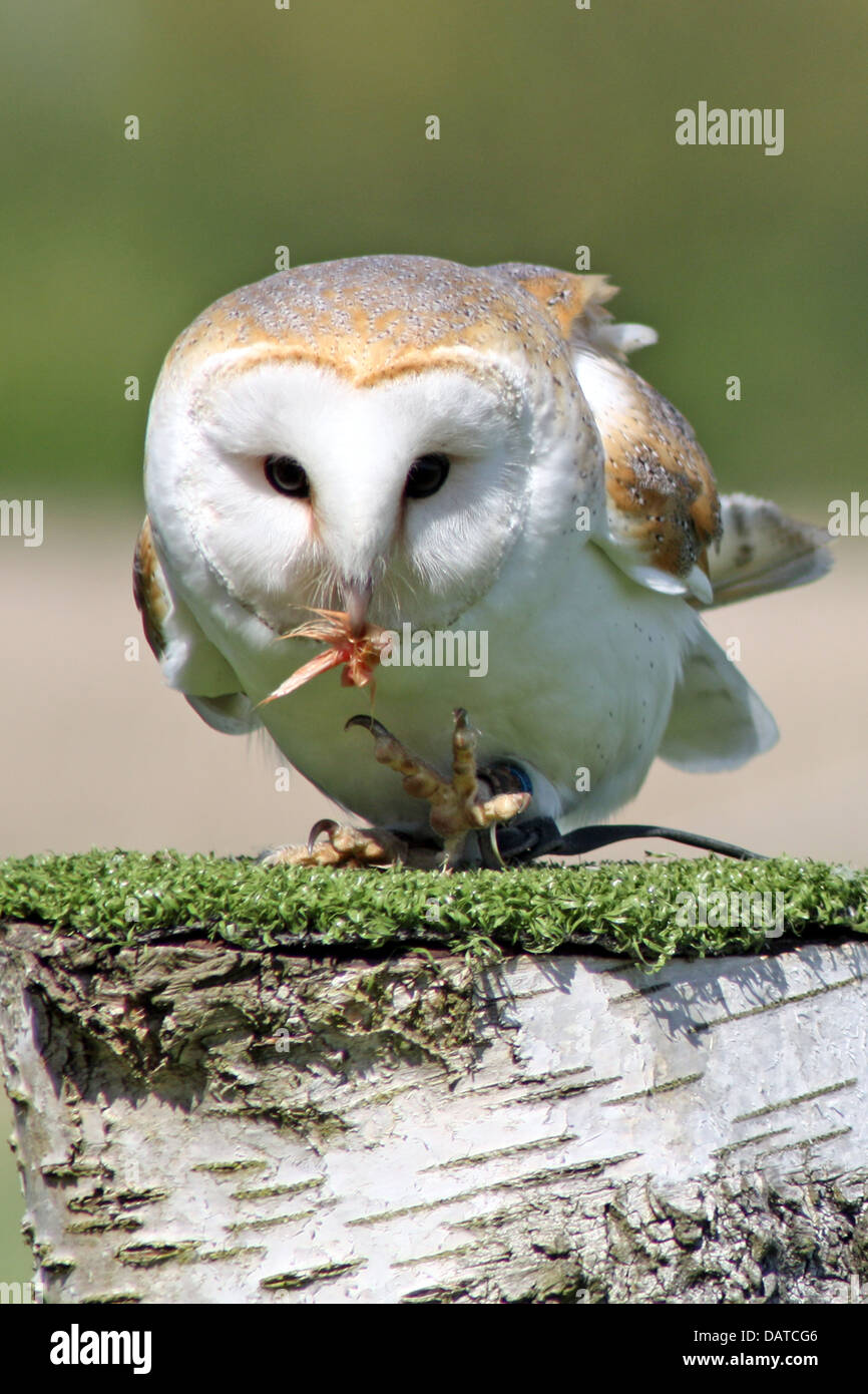 stunning barn owl Stock Photo - Alamy