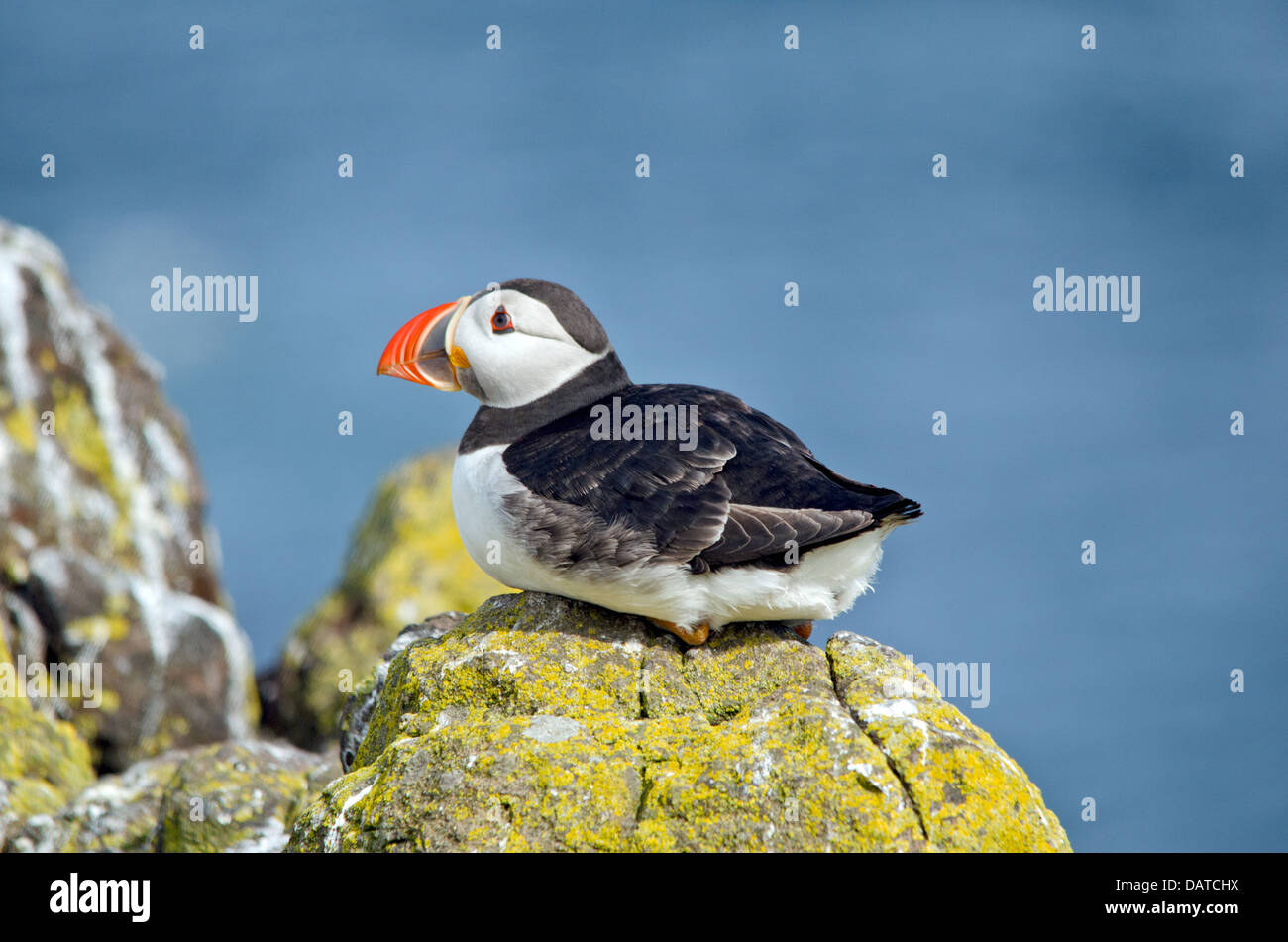 Puffin rock cliff sea hi-res stock photography and images - Alamy