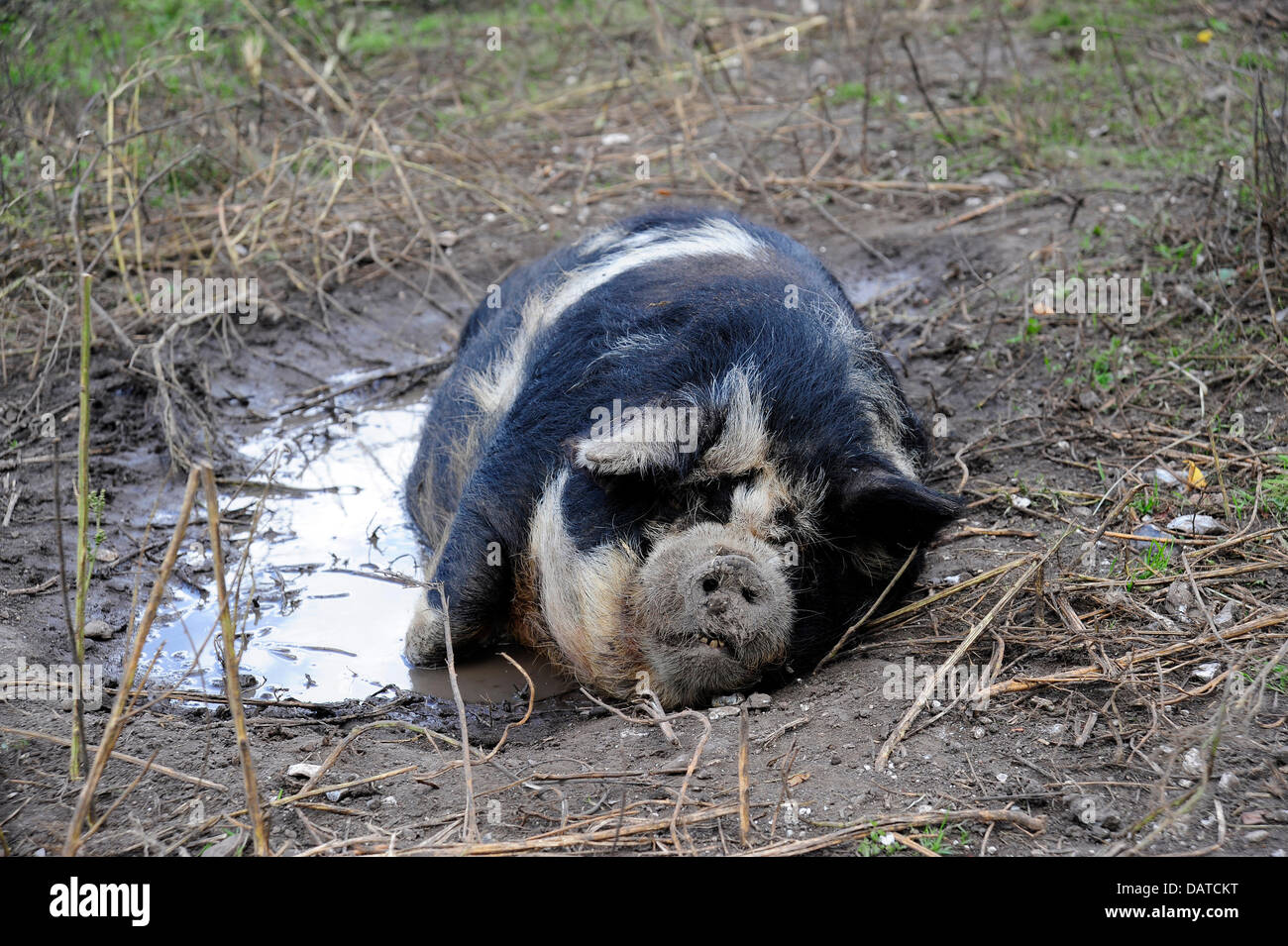 Why do pigs love mud? Pigs cannot sweat, and therefore cannot keep ...