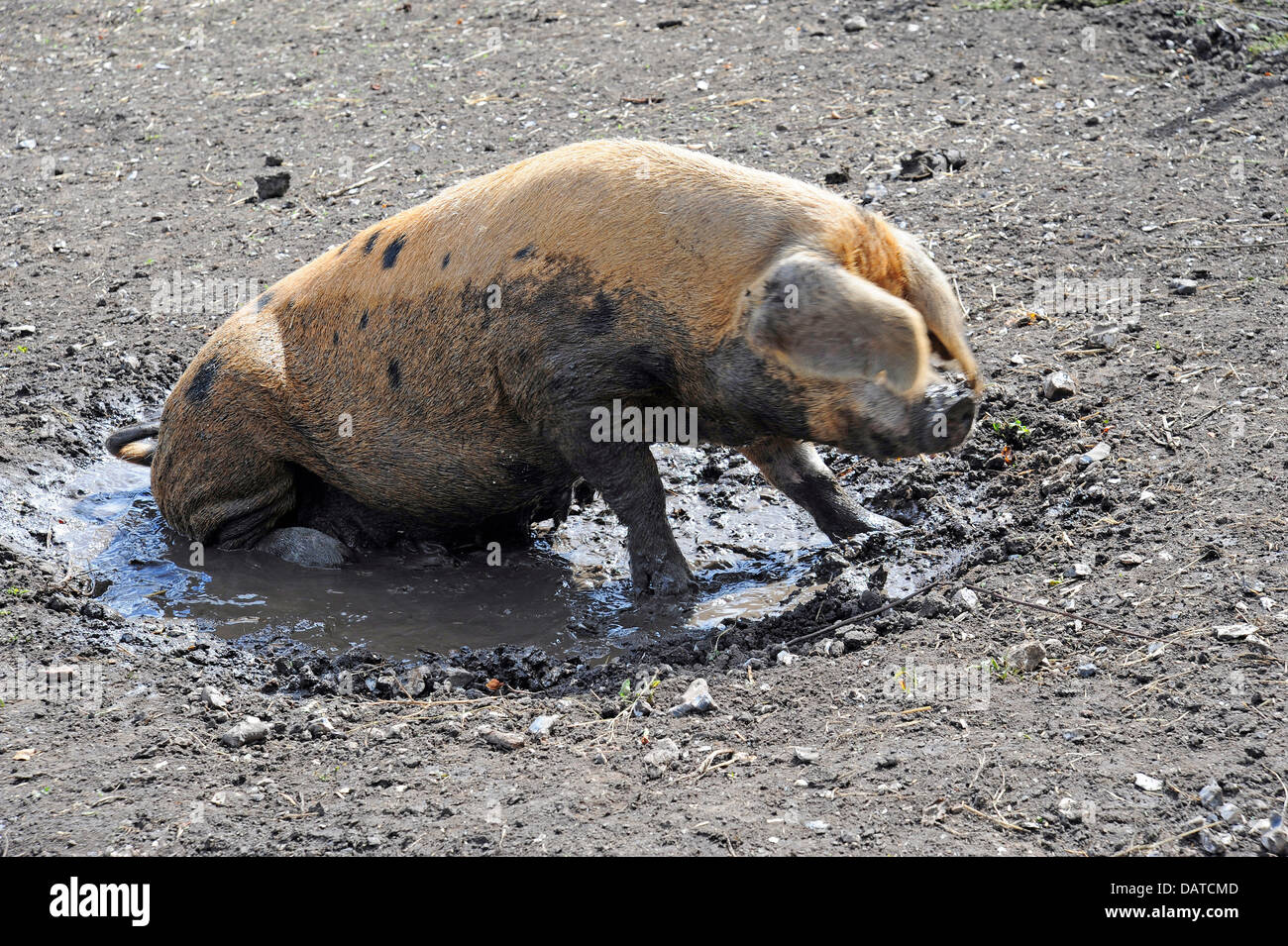 Biothermal hi-res stock photography and images - Alamy
