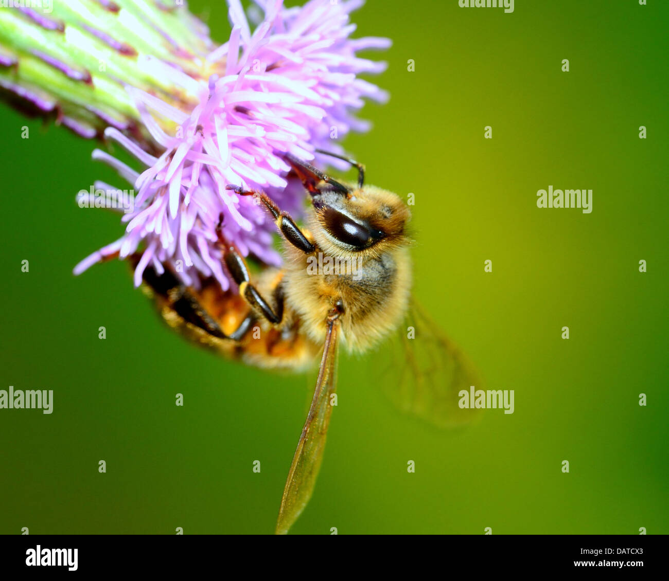 Honey Bee collecting pollen from a flower Stock Photo - Alamy