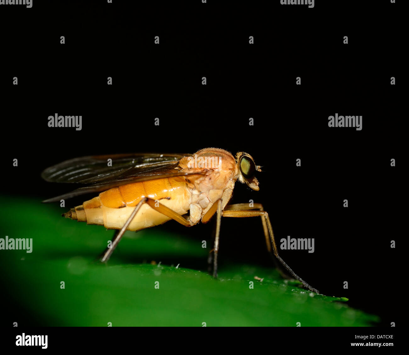 Marsh fly hi-res stock photography and images - Alamy