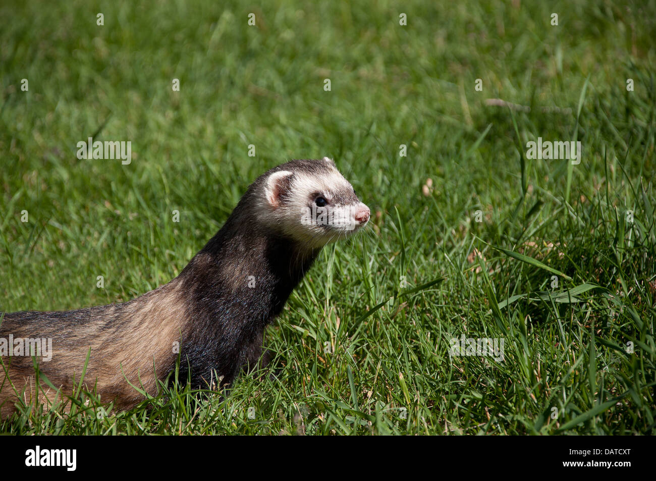 Ferret walking walk hi-res stock photography and images - Alamy