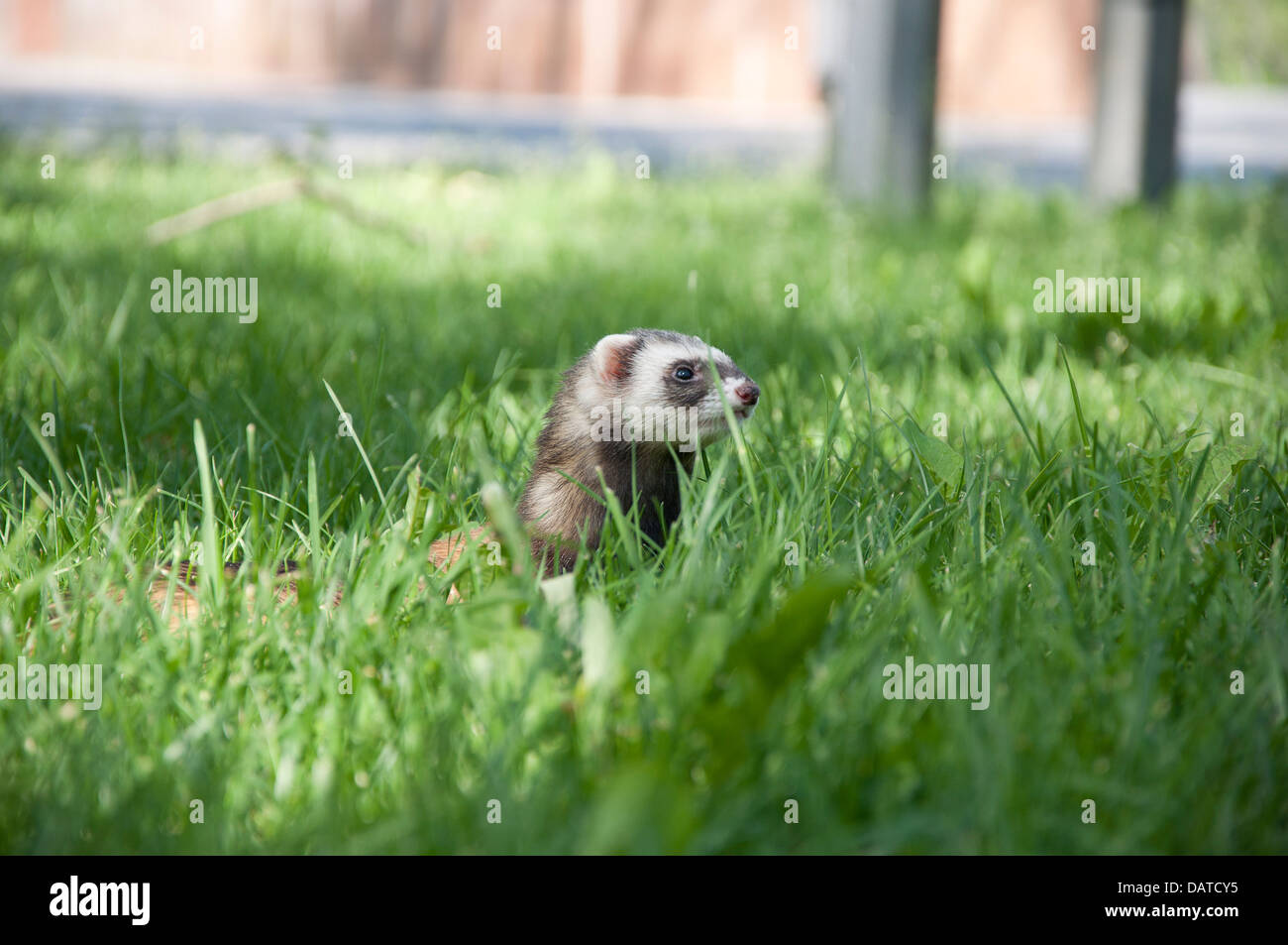 Ferret walking walk hi-res stock photography and images - Alamy