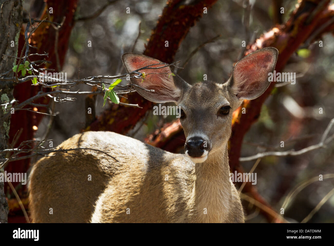 Deer eyes hi-res stock photography and images - Alamy