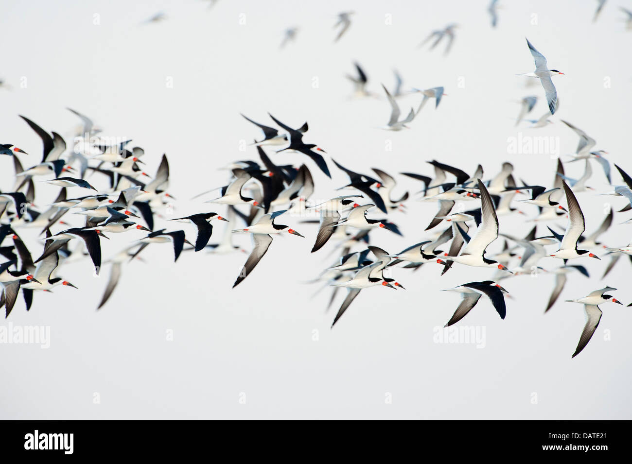 Black skimmer flock and common terns in flight Stock Photo - Alamy