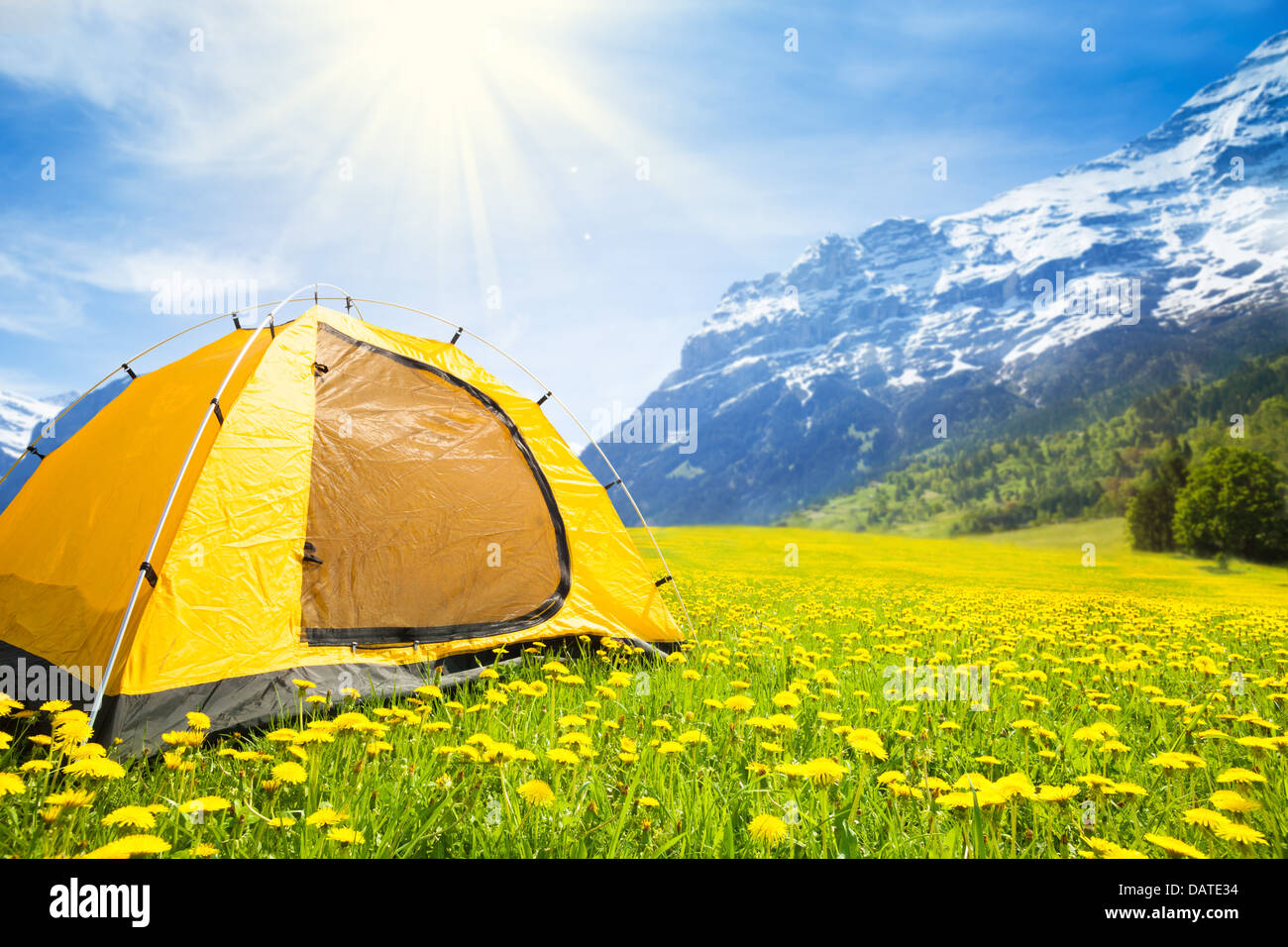 Big yellow family sized camping tent in the nice yellow dandelion field ...