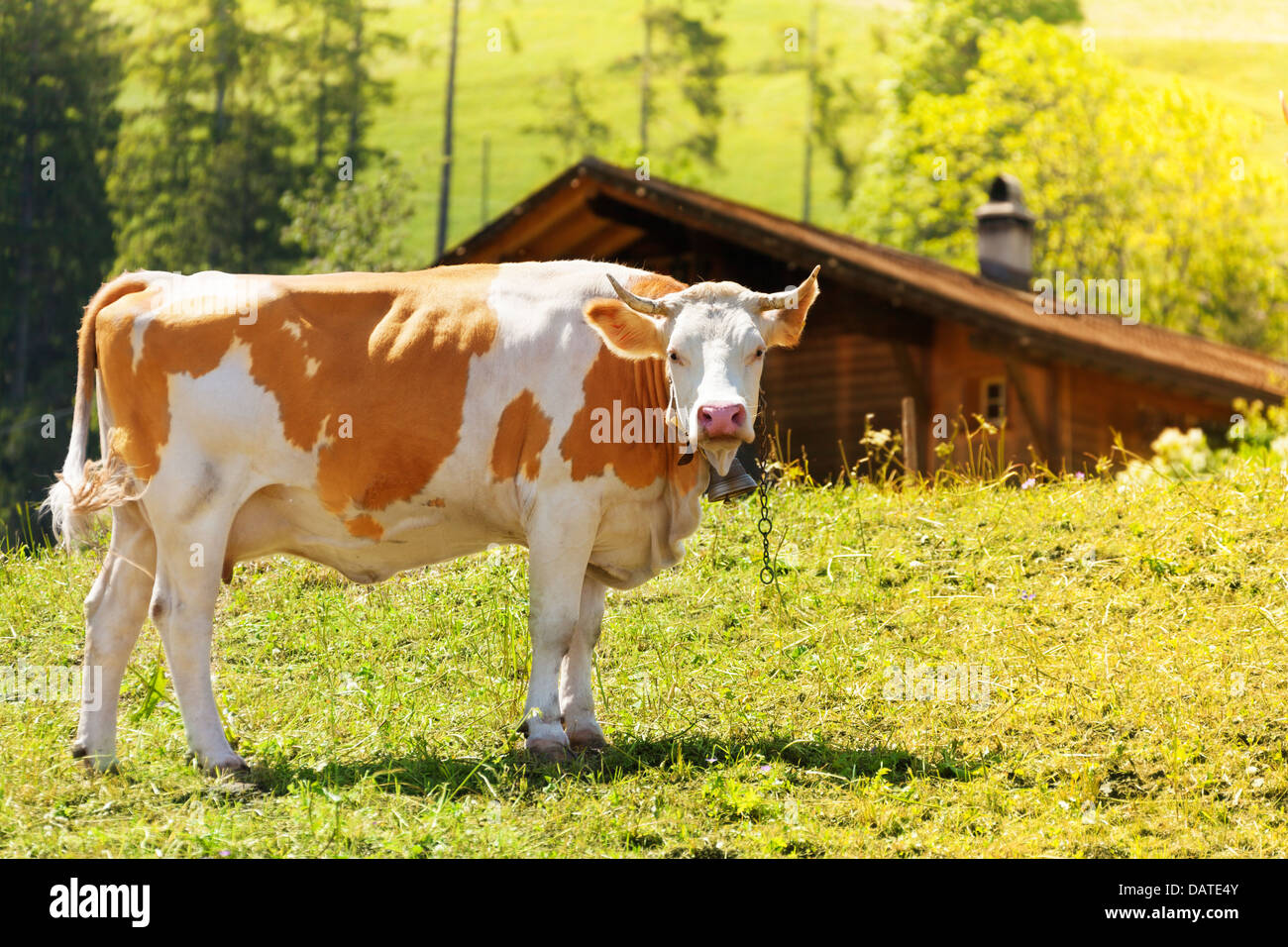 Beautiful cow on the field with barn on the background Stock Photo - Alamy